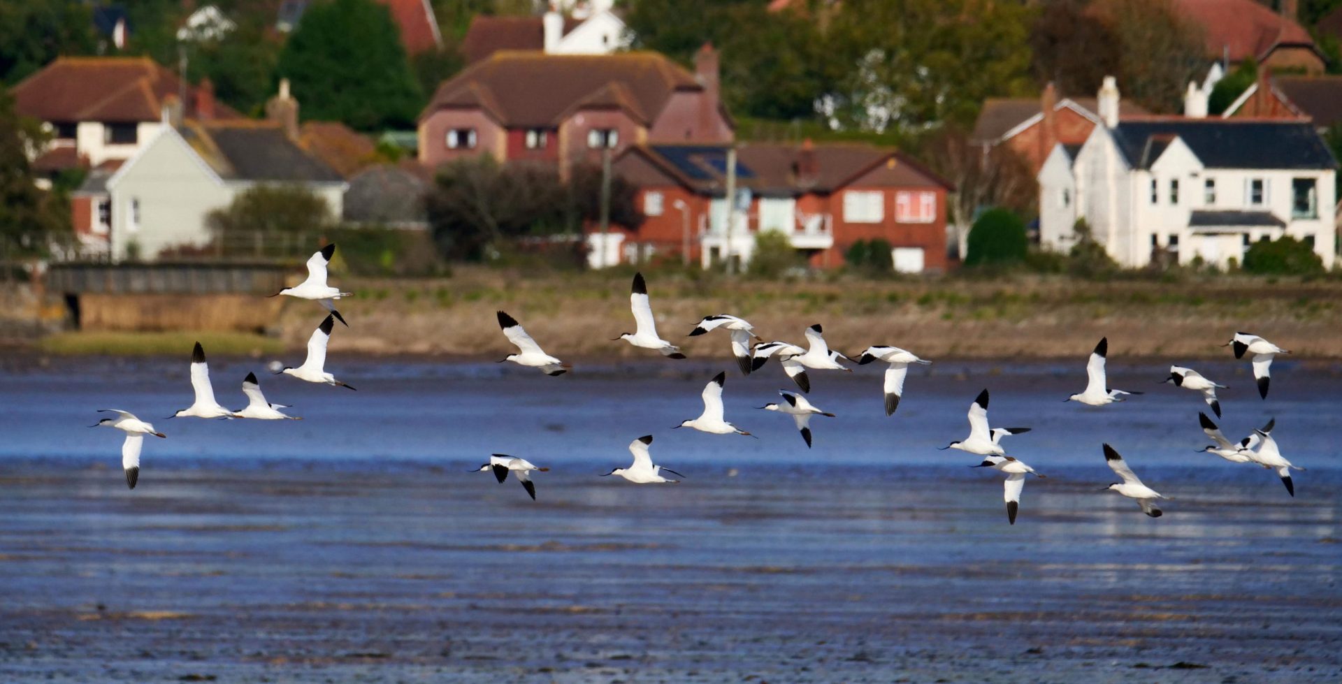 🕊Guided Bird Watching Review – Thursday 4th November🕊 - Stuart Line Cruises