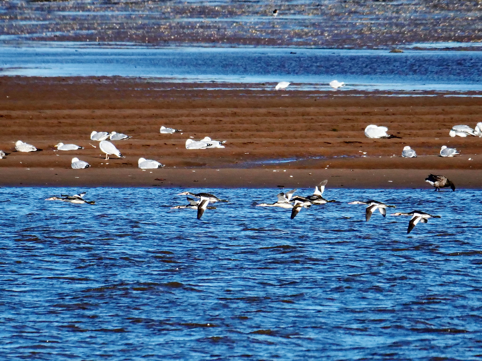 🕊Guided Bird Watching Review – Thursday 4th November🕊 - Stuart Line Cruises