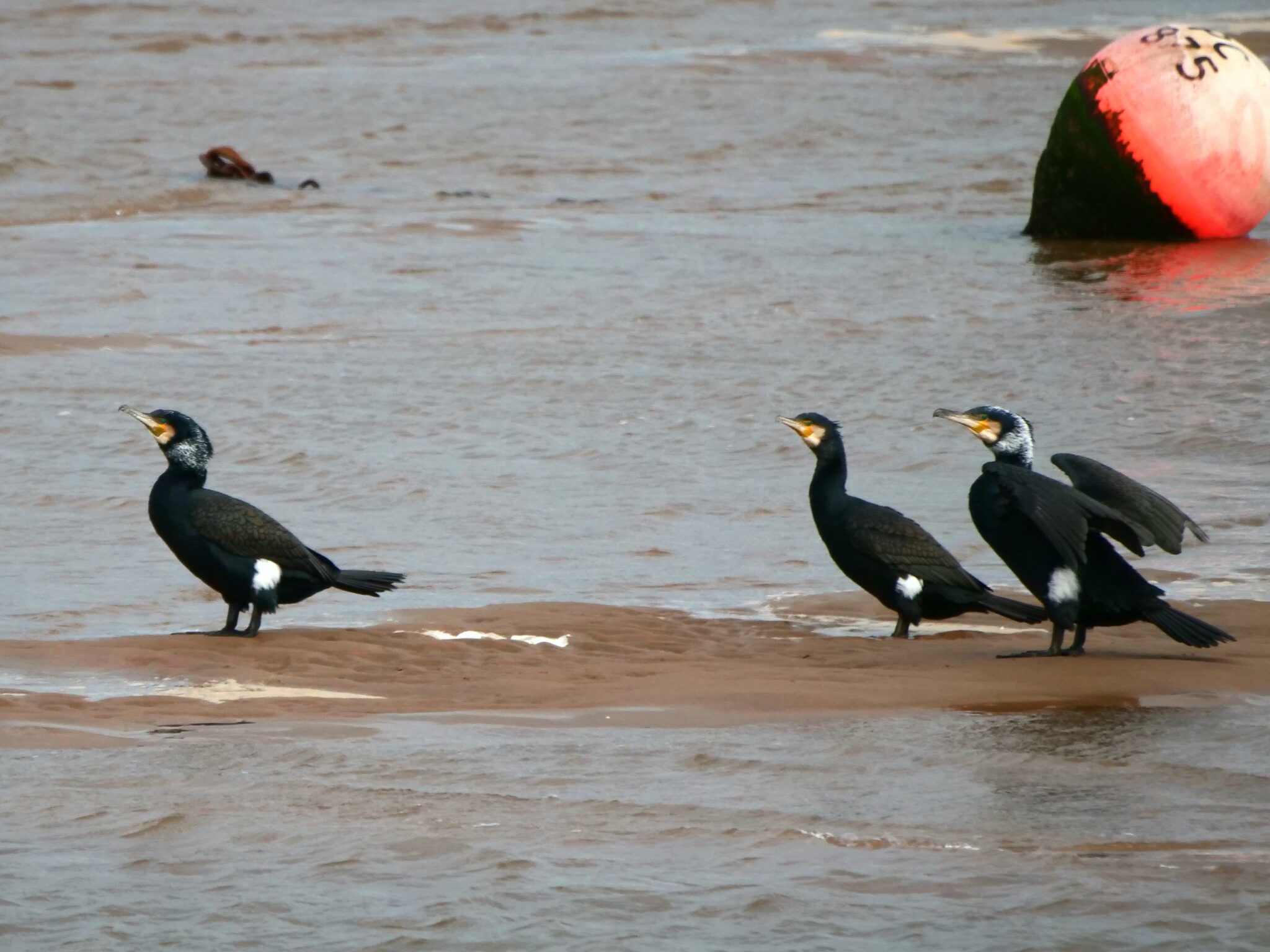 Stuart Line Cruises : Devon Tourist Attraction : Boat Trips & Charter