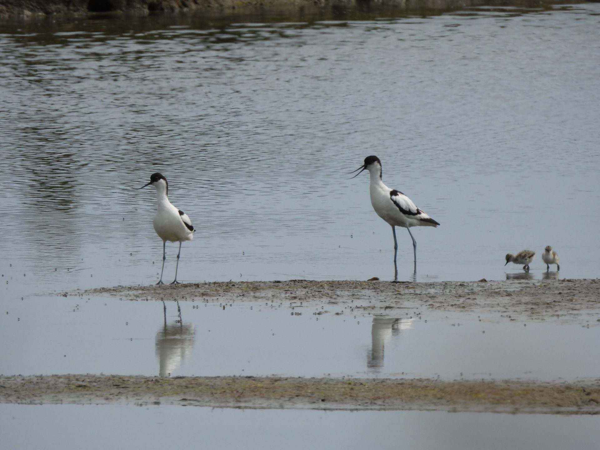 Avocet chicks in East Devon! - Stuart Line Cruises