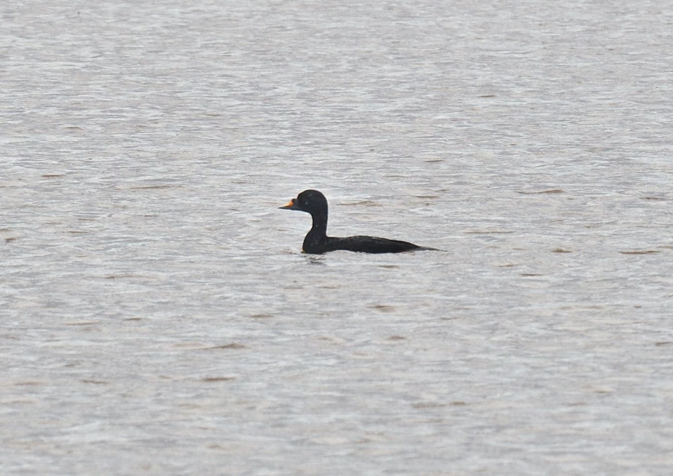 Guided bird watching - Friday 27th October 2023 - Stuart Line Cruises