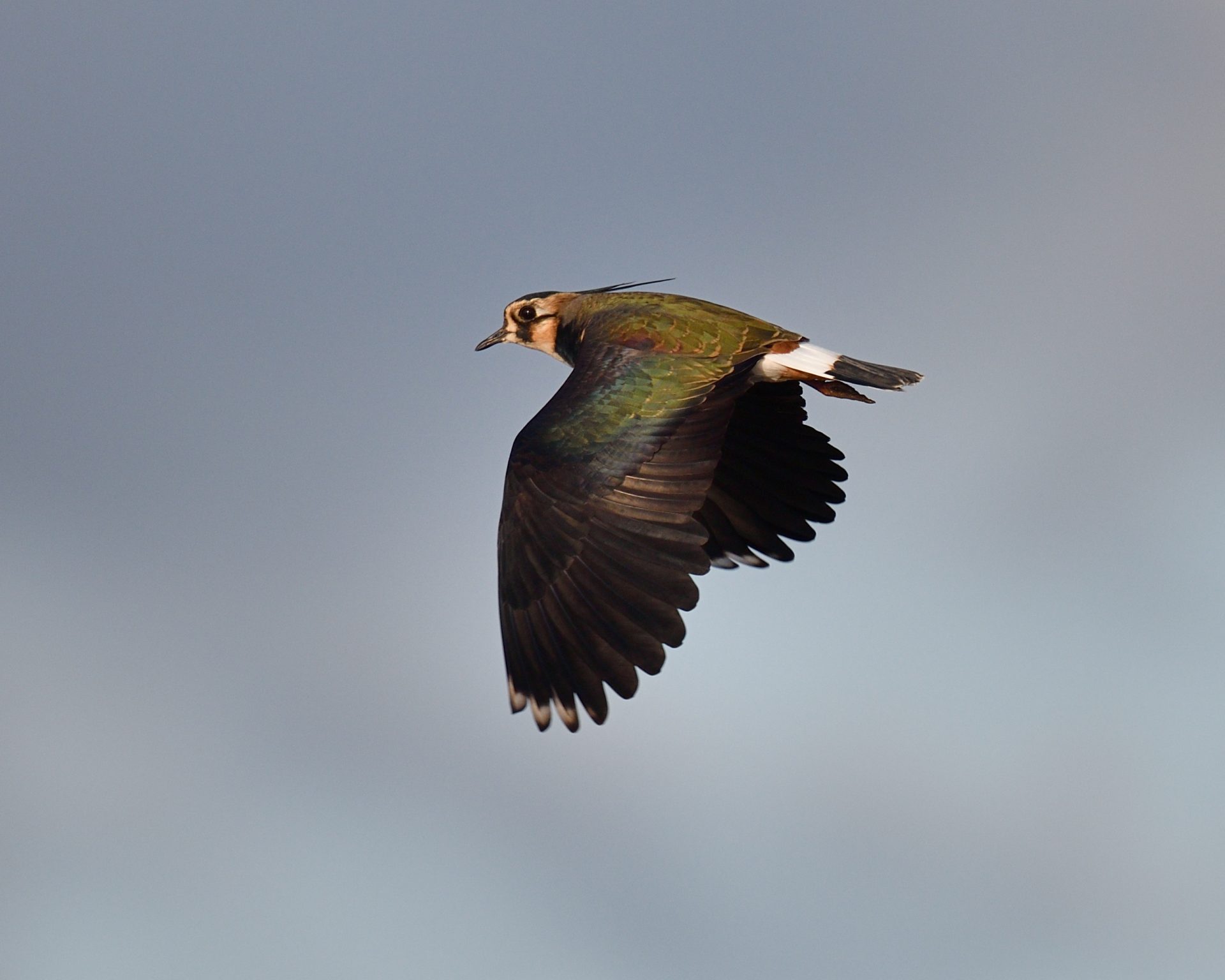Guided Bird Watching Cruise 30th December 2024 - Stuart Line Cruises