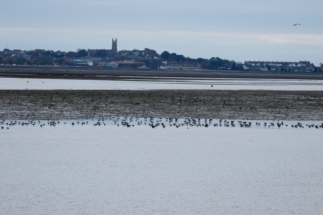 Guided Bird Watching Cruise - Oct 31 2024 - Stuart Line Cruises