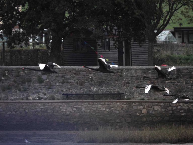 Stuart Line Cruises : Devon Tourist Attraction : Boat Trips & Charter