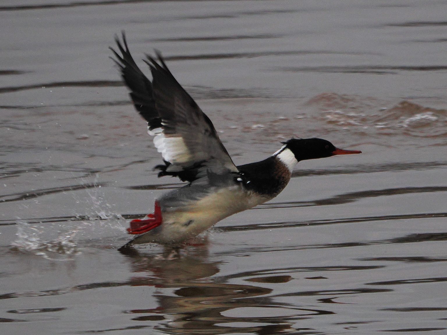 Stuart Line Cruises : Devon Tourist Attraction : Boat Trips & Charter