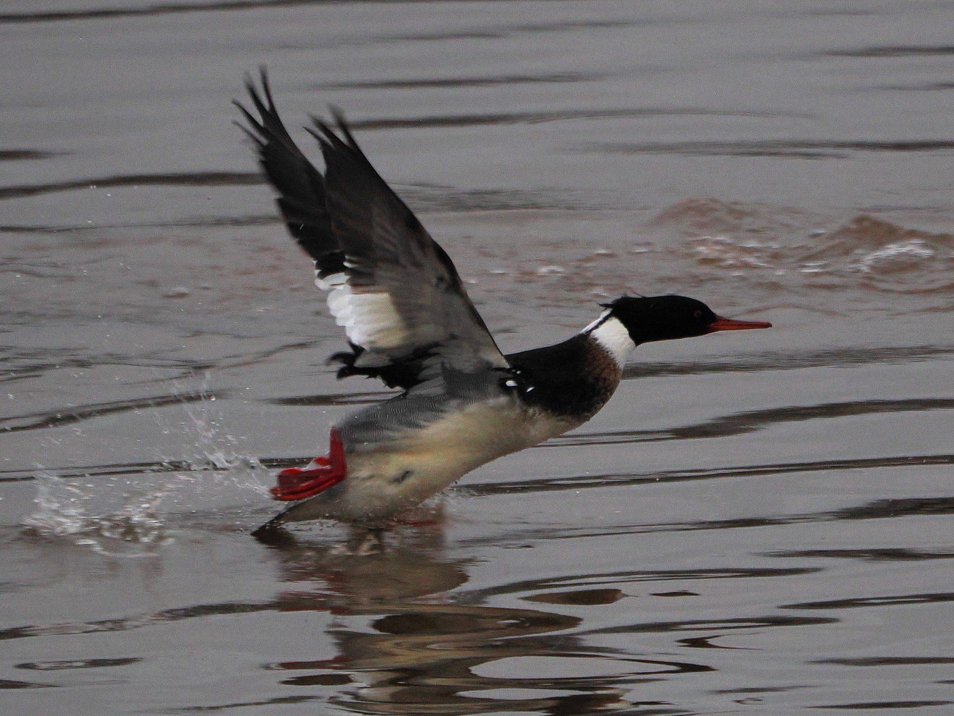 Guided Bird Watching Cruise - 13th December 2024 - Stuart Line Cruises