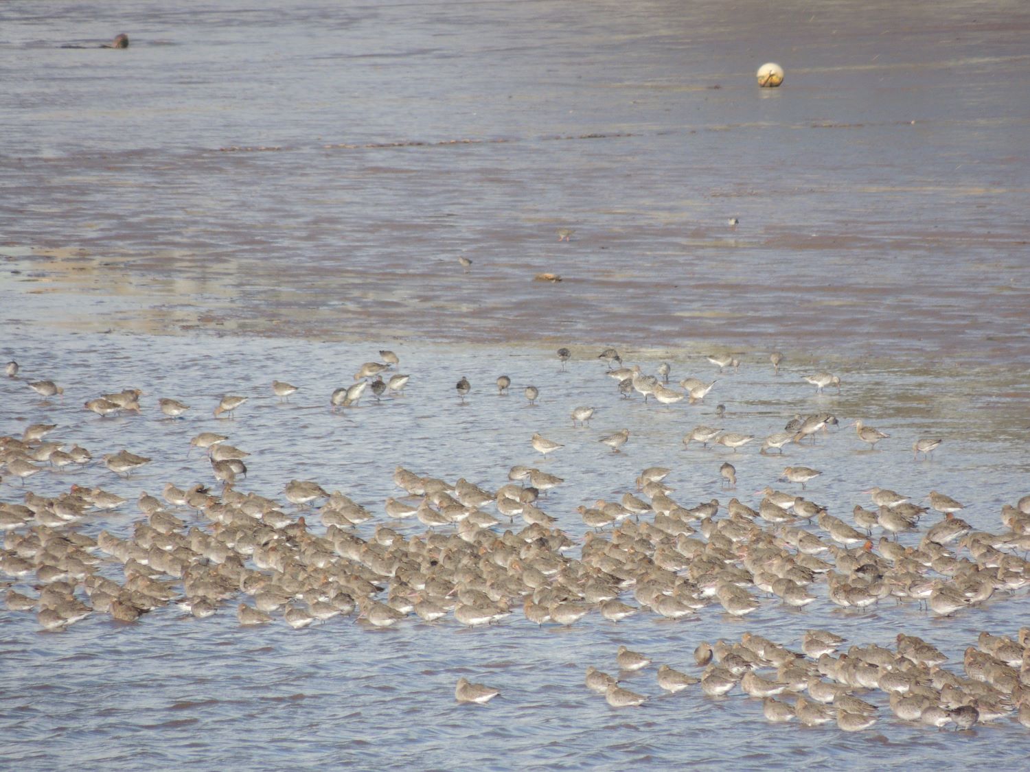 Guided Bird Watching Cruise 26th February 2025 - Stuart Line Cruises