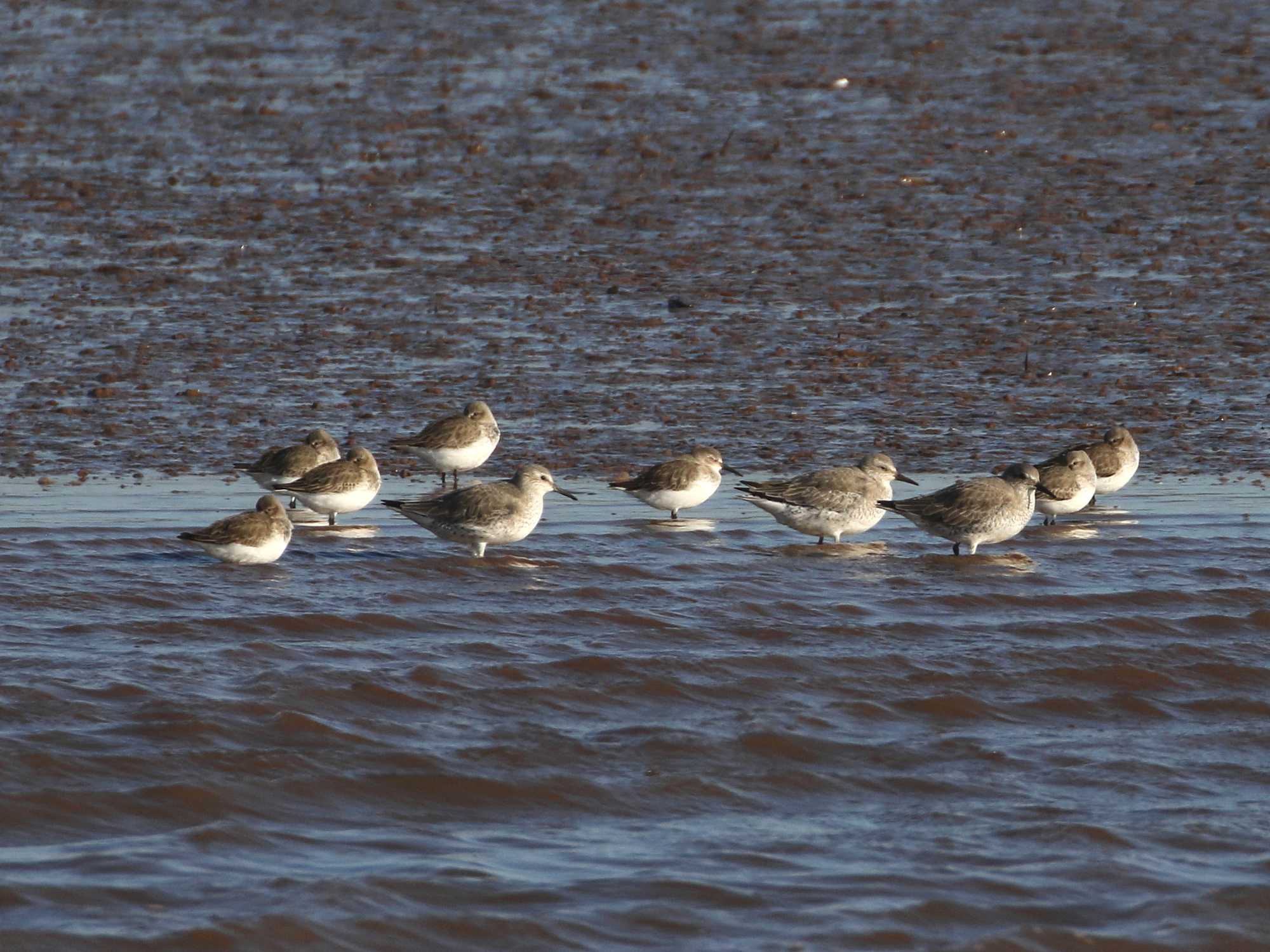 Guided Bird Watching Cruise - 17th November 2025 - Stuart Line Cruises