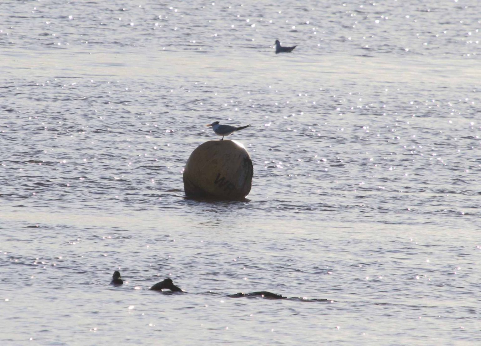 Guided Bird Watching Cruise - 3rd December 2025 - Stuart Line Cruises