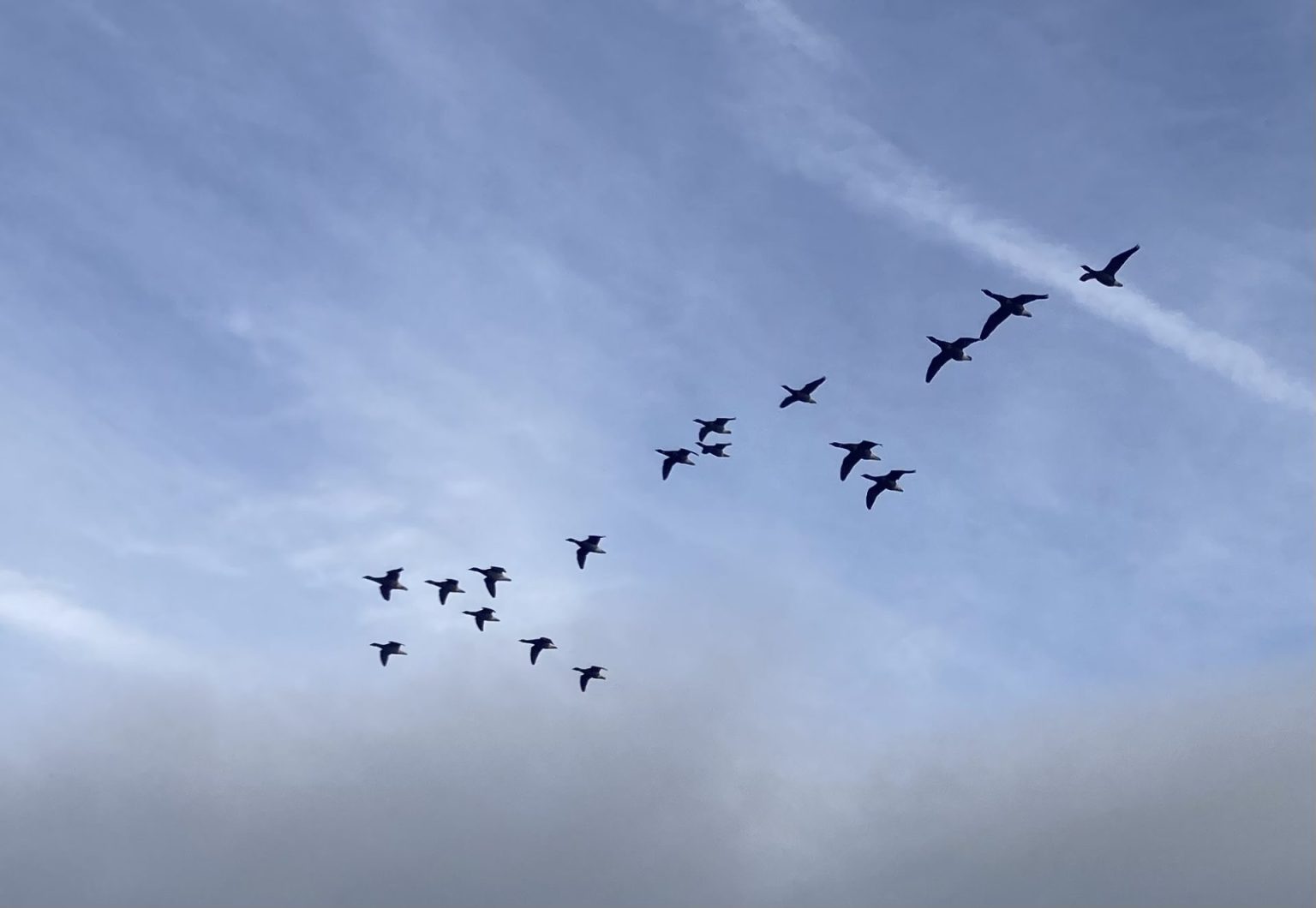 Guided Bird Watcing Cruise - 18th December 2025 - Stuart Line Cruises