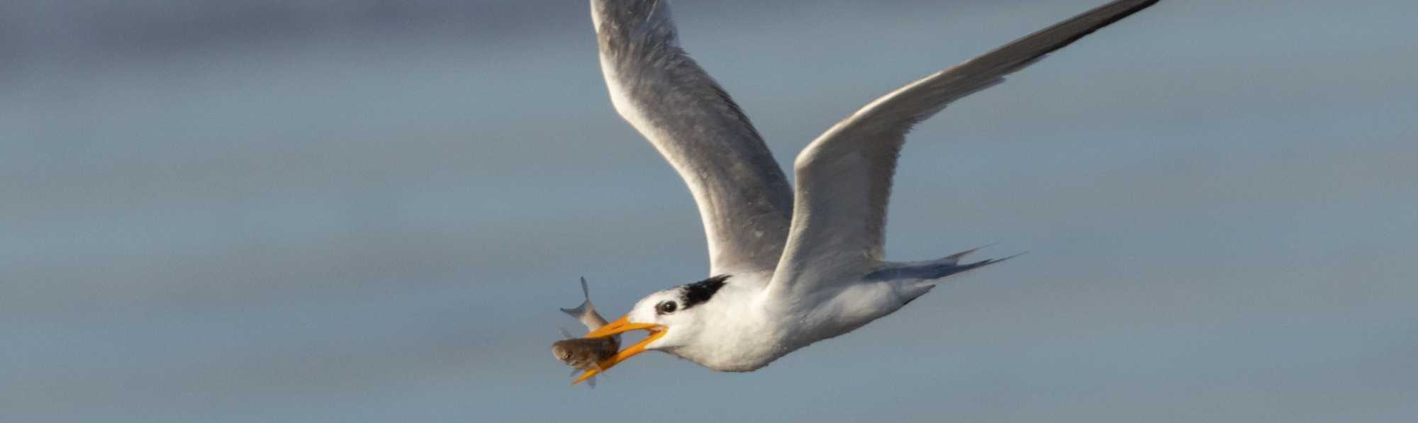 Rare Bird Sighting on the River Exe Stuns Bird Watchers across the ...