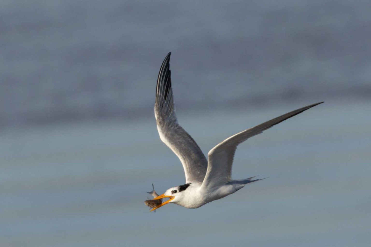Rare Bird Sighting on the River Exe Stuns Bird Watchers across the ...