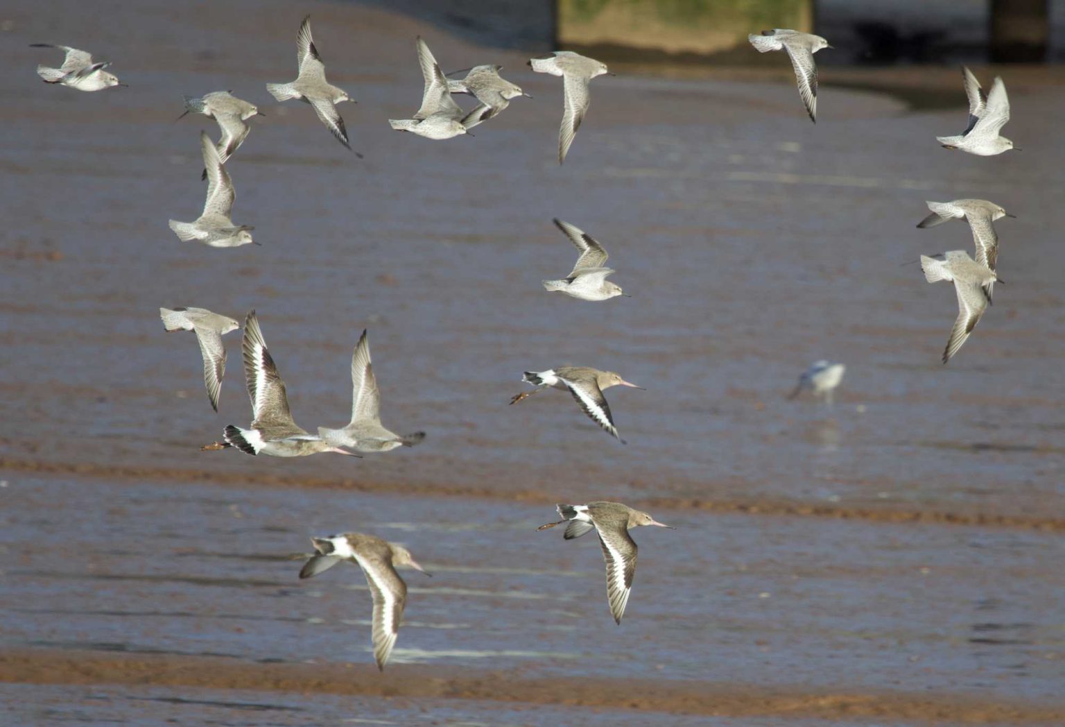 Guided Bird Watching Cruise - 2nd January 2026 - Stuart Line Cruises