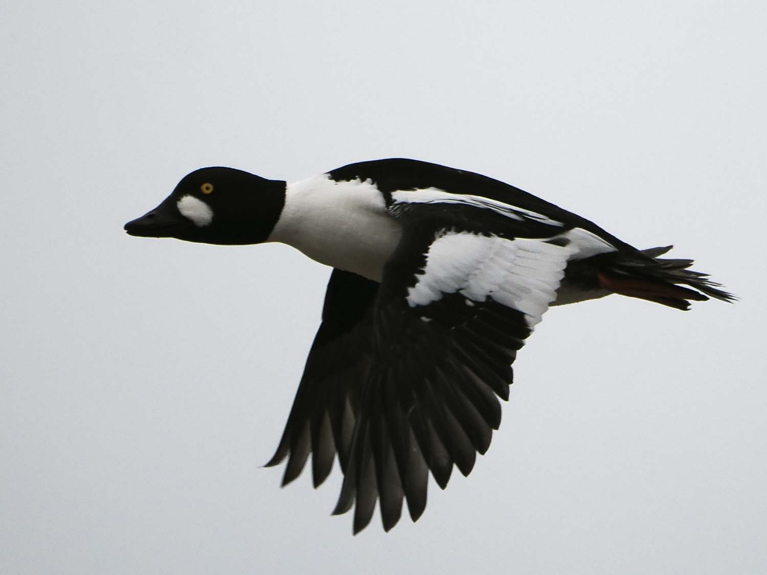Guided Bird Watching Cruise – 17th February 2026 - Stuart Line Cruises