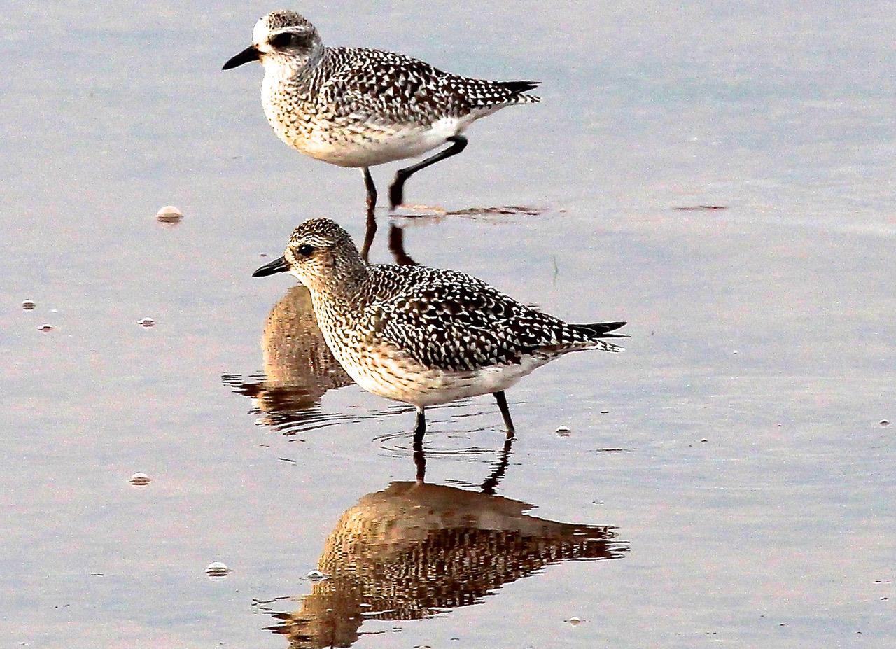 Guided Bird Watching Cruise - 31st January 2026 - Stuart Line Cruises